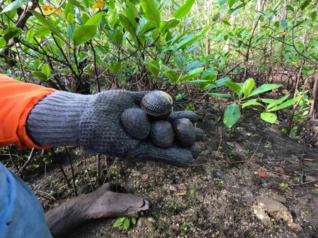 Conchas Negras en el Golfo de Montijo | Pacific Adventure Tours