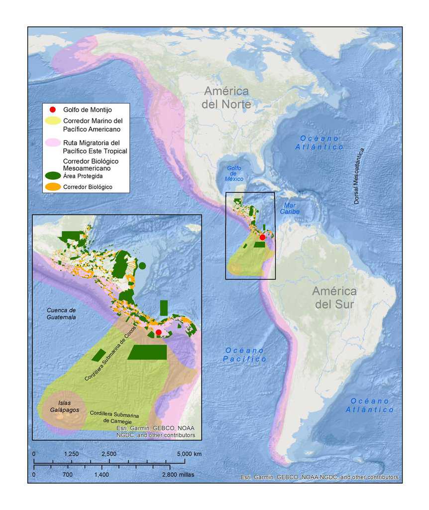 Eastern Tropical Pacific Marine Corridor (CMAR) | Pacific Adventure Tours