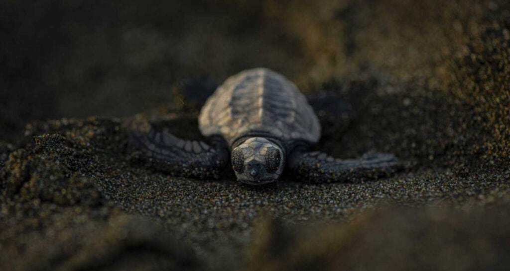 EcoRuta Tortuga, Mariato | Pacific Adventure Tours