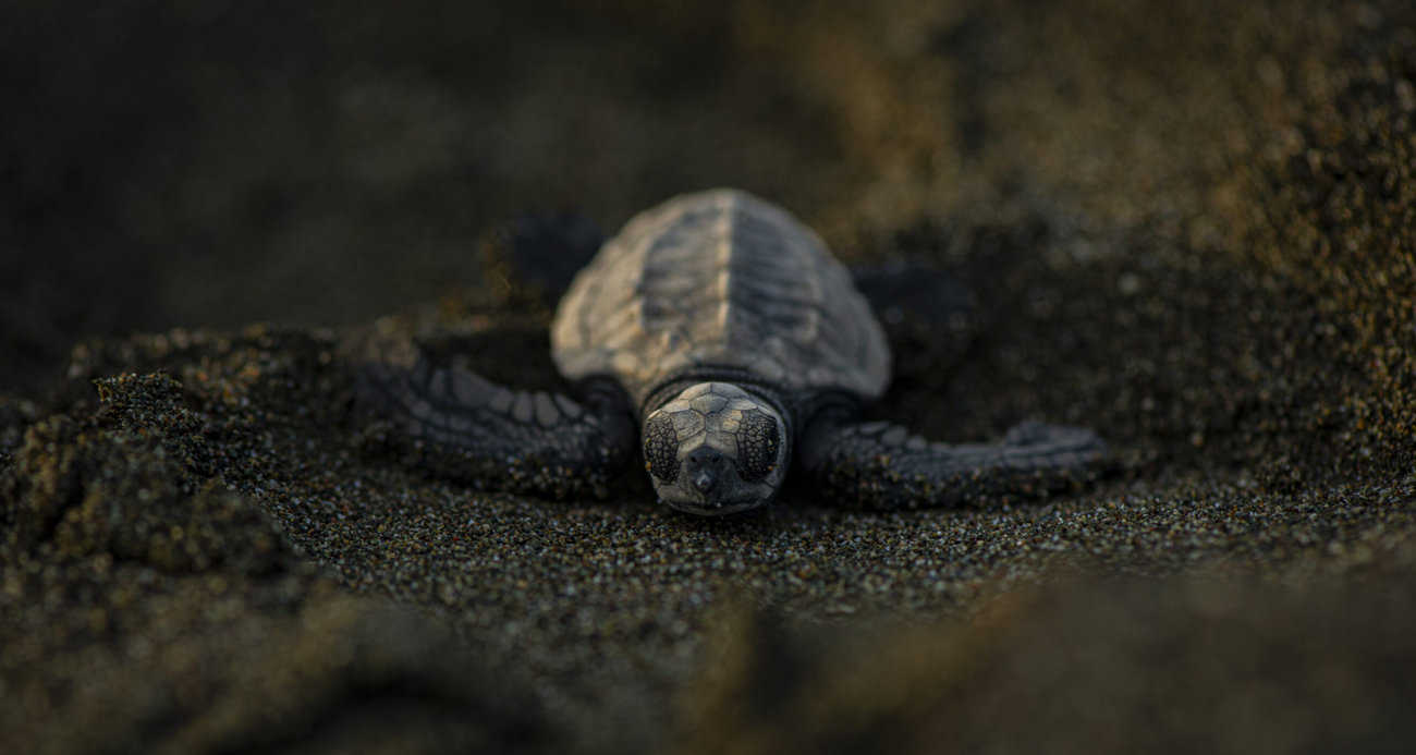 EcoRuta Tortuga, Mariato | Pacific Adventure Tours