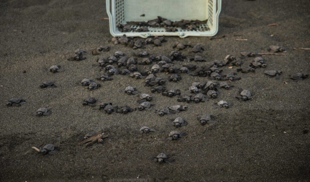 Panama Sea Turtle Conservation, EcoRuta Tortuga | Pacific Adventure Tours