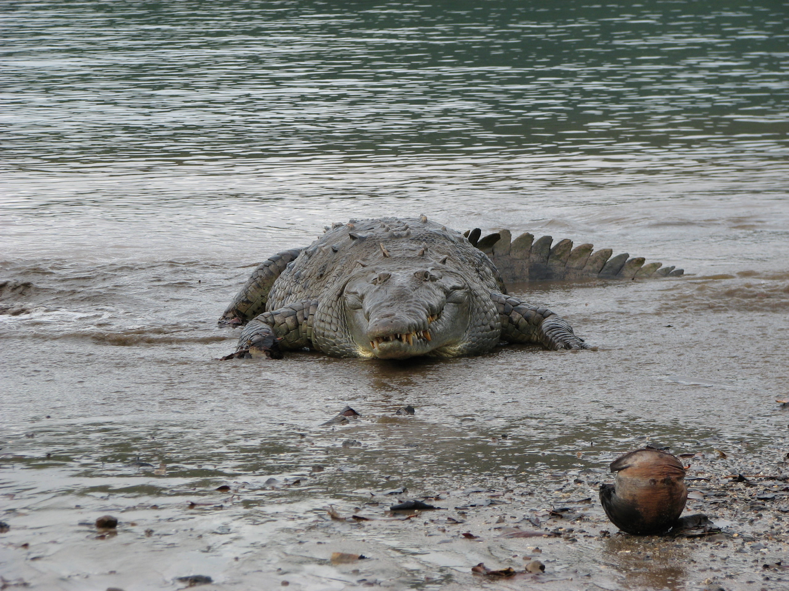 Cocodrilo Tito en Coiba | Pacific Adventure Tours
